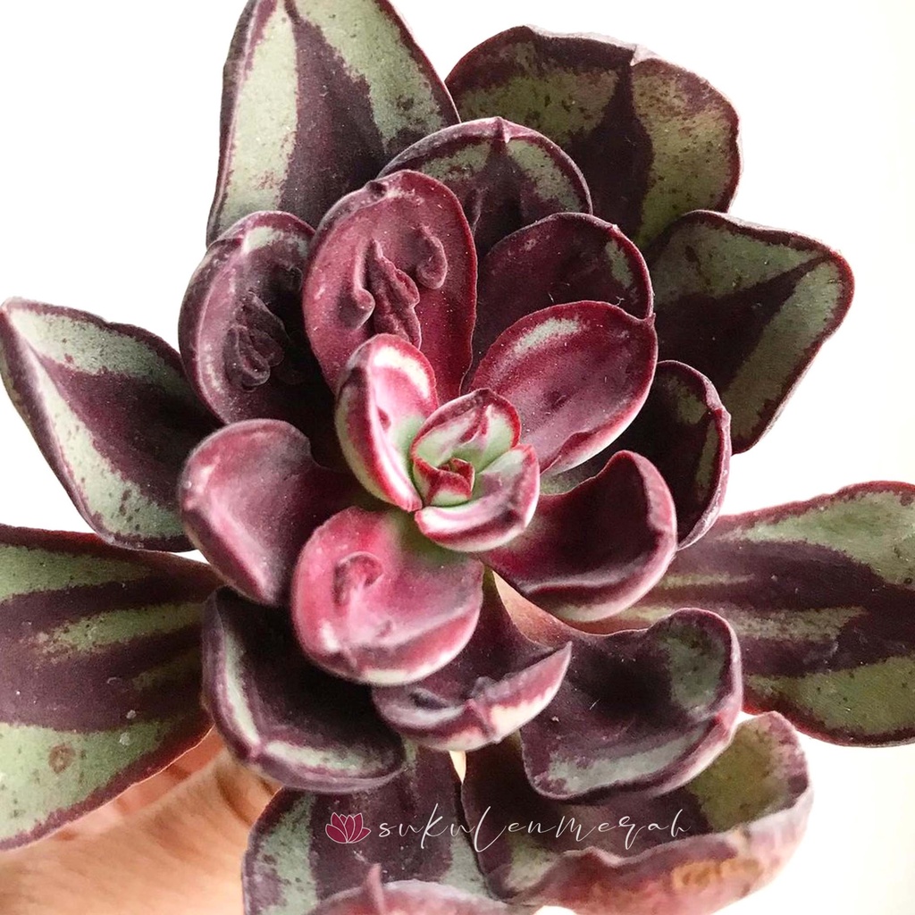 Jual Echeveria NODULOSA Sukulen Kaktus mini pohon sekulen skulen ...
