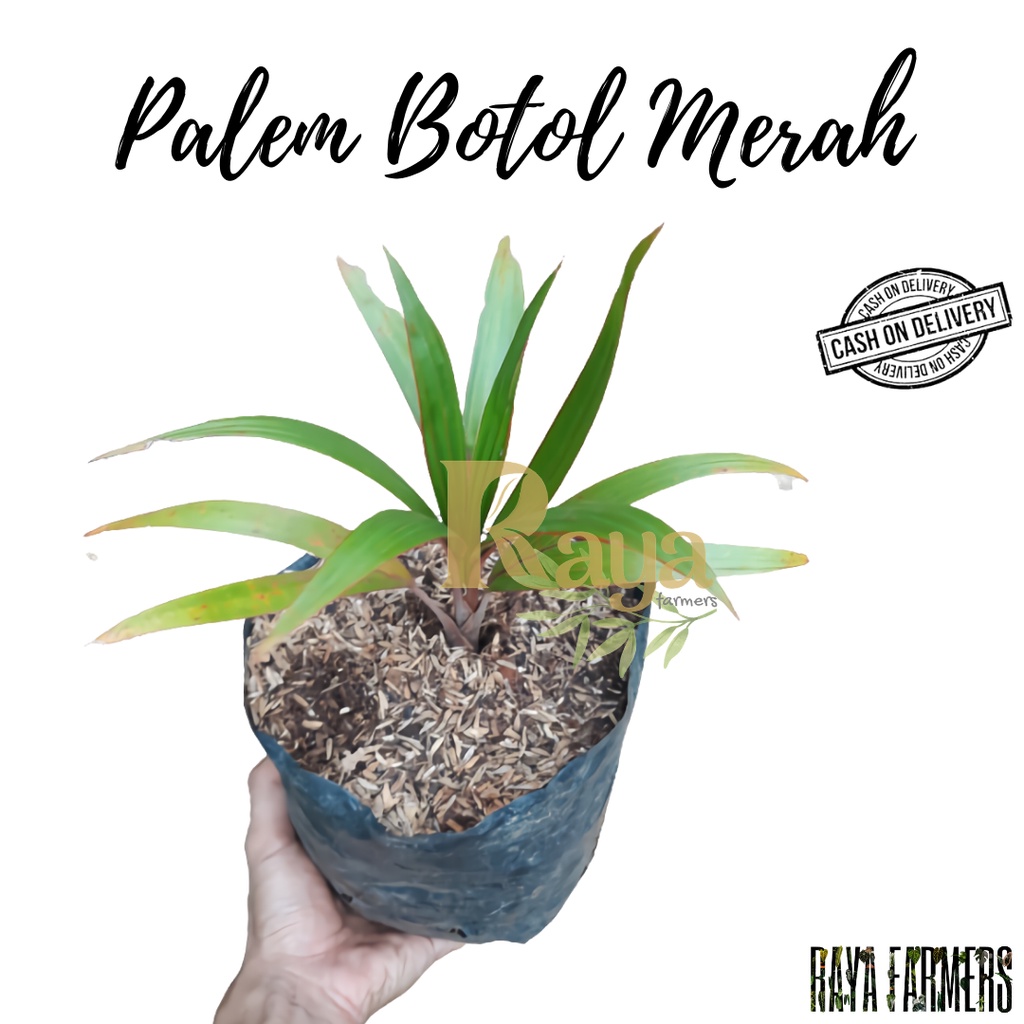 Jual TANAMAN HIAS PALEM BOTOL / PALEM BOTOL / POHON PALEM BOTOL / PALEM ...