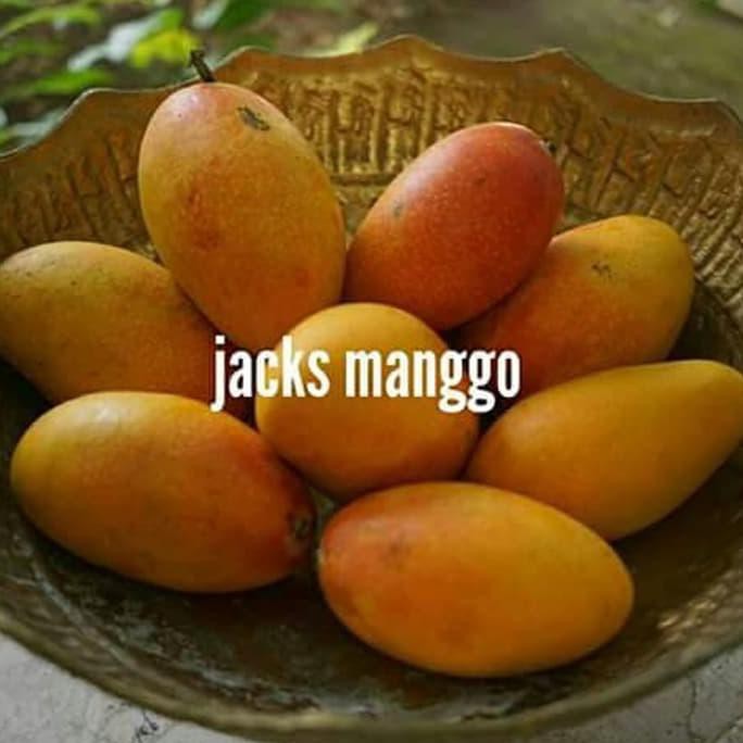 Jual c5t bibit mangga PODANG new!! | Shopee Indonesia