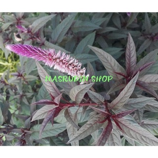 Jual BIBIT TANAMAN BOROCO / CELOSIA ARGENTEA / BOROCO MERAH / BOROCO ...