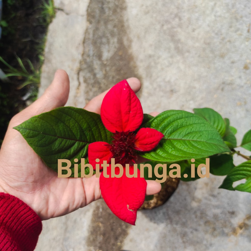 Jual Bunga nusa indah merah(Mussaenda pubescens) | Shopee Indonesia