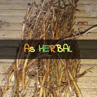 Jual Akar Bambu Kuning Segar 250 gram Murah | Shopee Indonesia