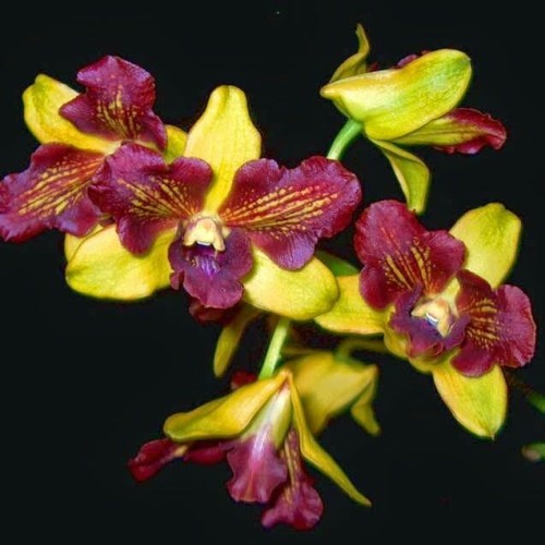 Jual Anggrek Dendrobium Tongchai Gold 3 Lips - Tanaman Hias Bibit ...