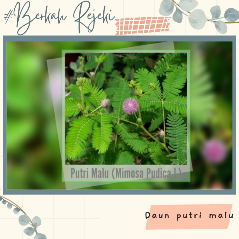 Jual putri malu/tanaman herbal putri malu segar 100g daun batang tanaman obat herbal | Shopee ...