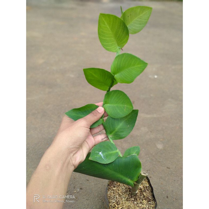 Jual POHON RAMBAT DOLAR BESAR / TANAMAN HIAS RAMBAT | Shopee Indonesia