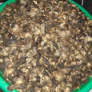 Jual Daging Bekicot Sudah Rebusan Siap Masak Siap Diolah Bekicot Frozen ...