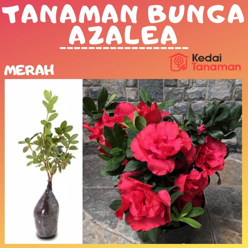 Jual Tanaman Hias Hidup Bunga Azalea Merah Tumpuk - Bunga Hidup Saliyah ...
