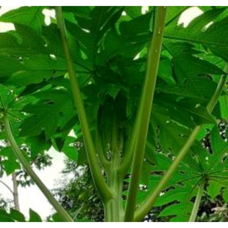 Jual Jual Daun Pucuk Pepaya Muda Segar 1 Kg Shopee Indonesia