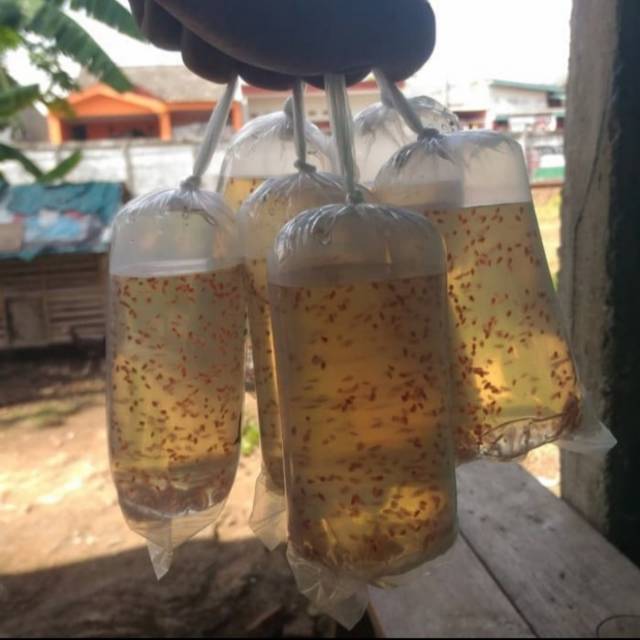Jual Daphnia Magna, Kutu Air Raksasa, Pakan Burayak, Starter kultur ...