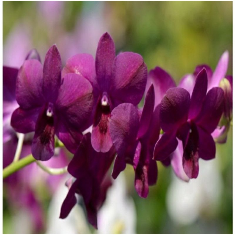 Jual Anggrek Dendrobium Sakda Beauty (1 Rumpun bukan perbatang ...
