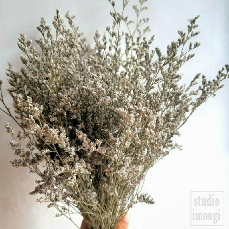 Jual CASPIA IMPORT Dried Flower Rustic Caspia Bunga Kering Lovergrass ...