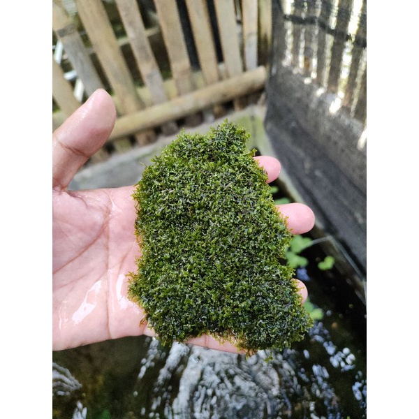 Jual Moss Ricardia mini clump permika ukuran 5x7 tanaman aquascape ...