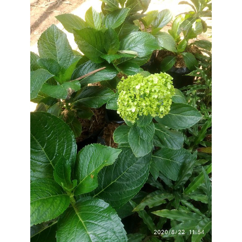 Jual Tanaman Hias Bunga Hortensia/Hydragea/Bunga Tiga Bulan/kembang ...