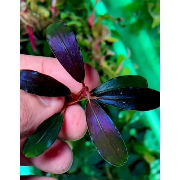 Jual bucephalandra Black Angel DG | Shopee Indonesia