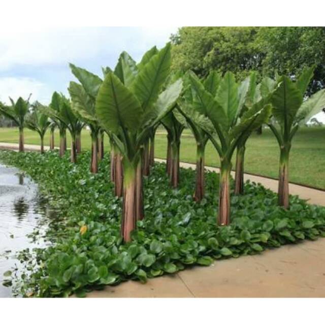 pisang air - madagaskar - amazon | Shopee Indonesia