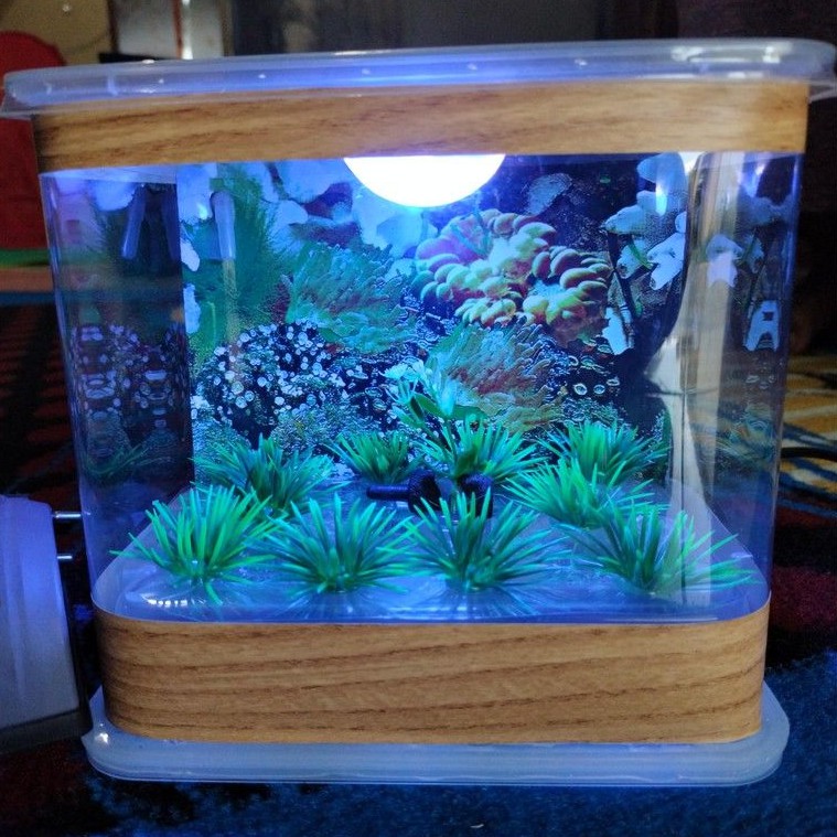 Aquarium Kotak Mini Lengkap Mesin Oxygen Dan Lampu | Shopee Indonesia