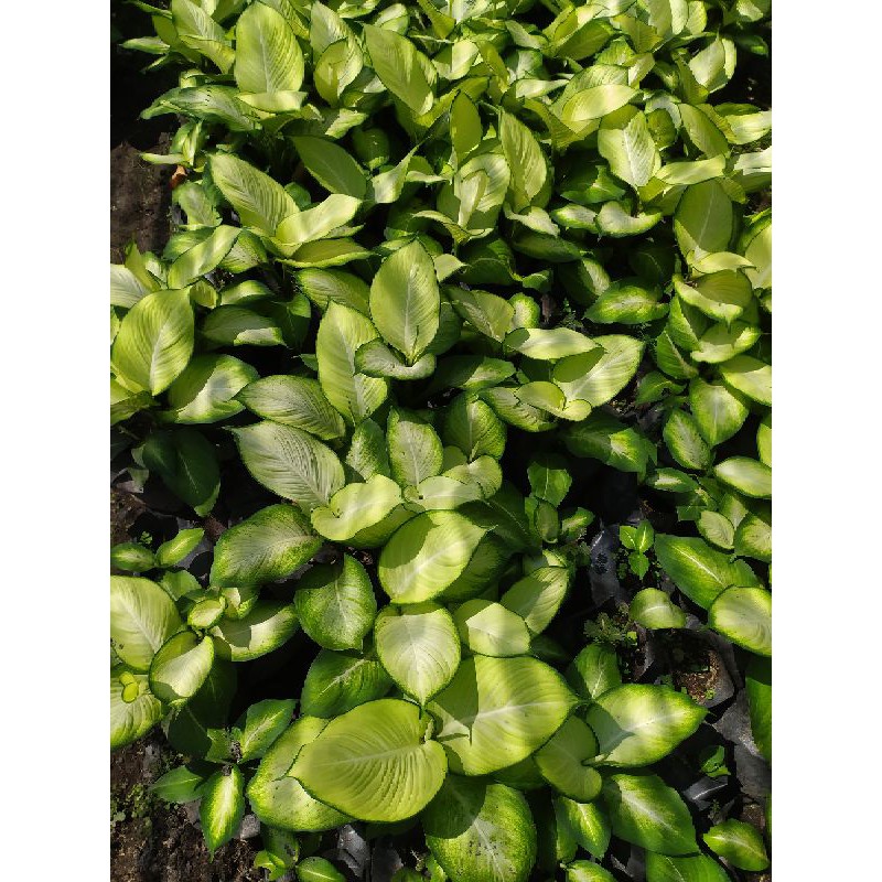 Jual Diven Tissue Bangkok/Tissue Golden ( Size jumbo/dewasa) | Shopee ...