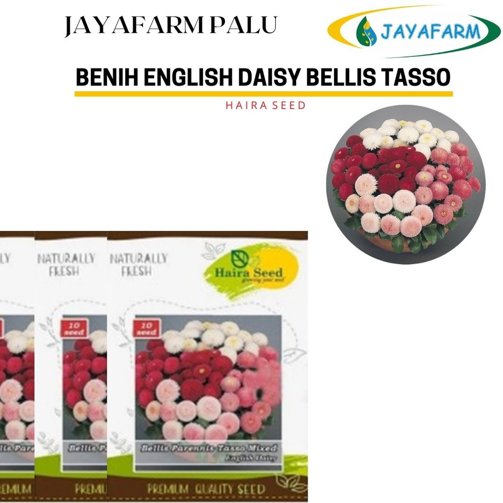 Jual BENIH BUNGA ENGLISH DAISY BELLIS TASSO - HAIRA SEED | Shopee Indonesia