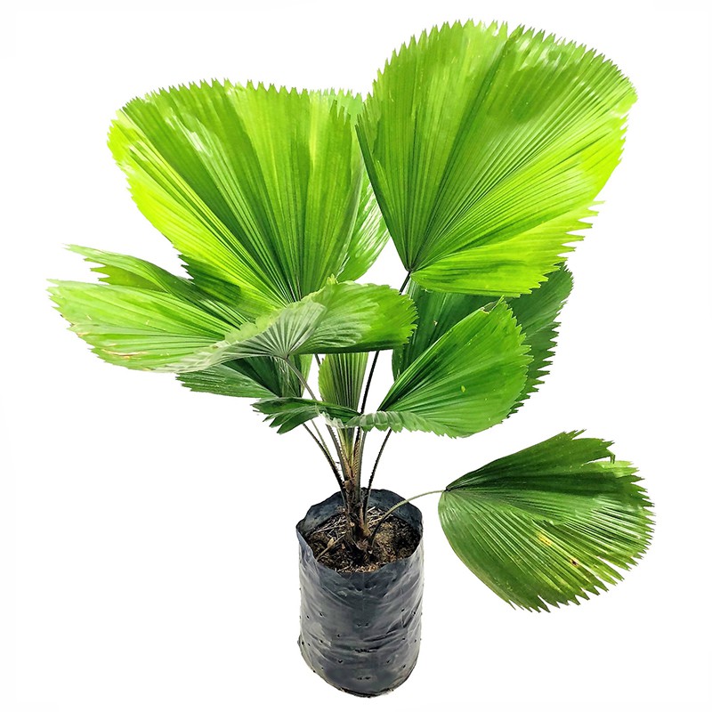 Jual PALEM KOL / PALEM KIPAS | Shopee Indonesia