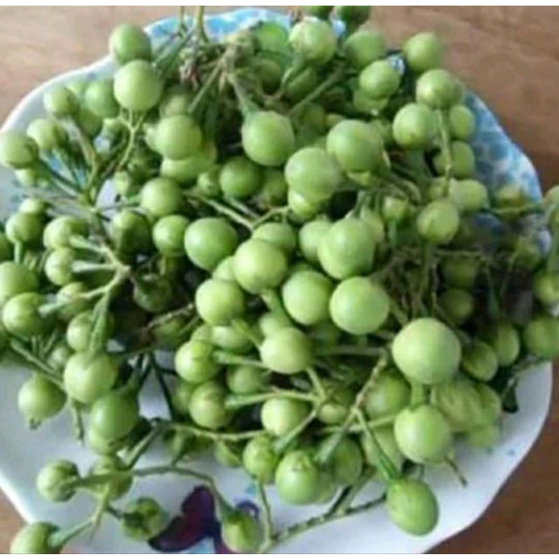Jual Buah Takokak, Tekokak Atau Terung Pipit 500 gram Buah Cepokak atau ... Jual Buah Takokak, Tekokak Atau Terung Pipit 500 gram Buah Cepokak atau ...