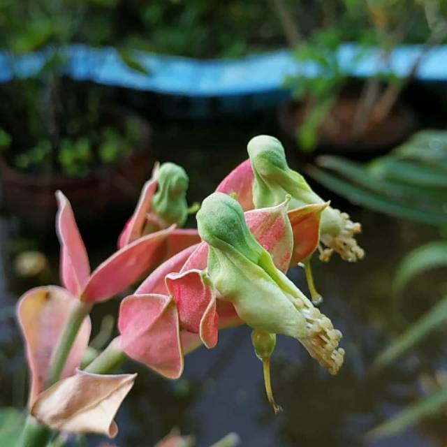 Jual bibit bunga cucak rowo (kondisi berbunga ya) | Shopee Indonesia