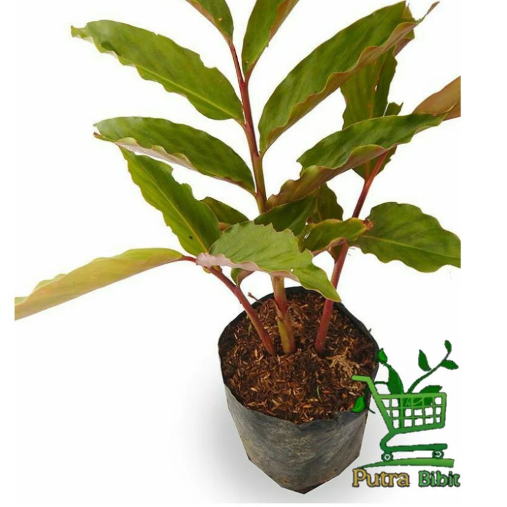 Jual Bibit Pohon Kecombrang - Tanaman Honje Lalapan Bunga Bahan Pecel ...