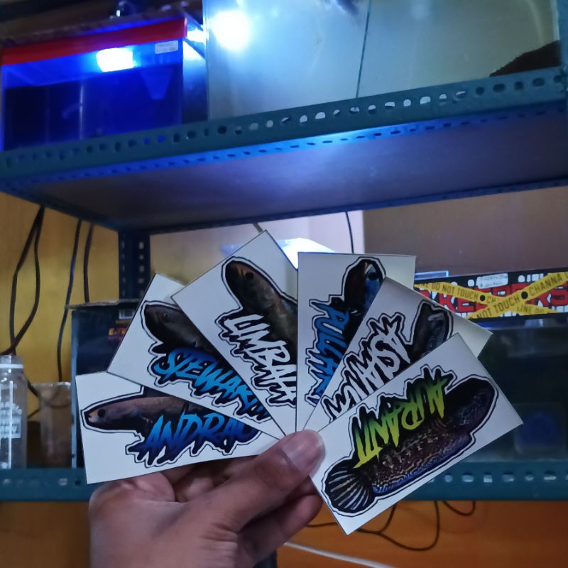 Jual Sticker Channa Pulchra Asiatica Limbata Andrao Stewarti Auranti ...