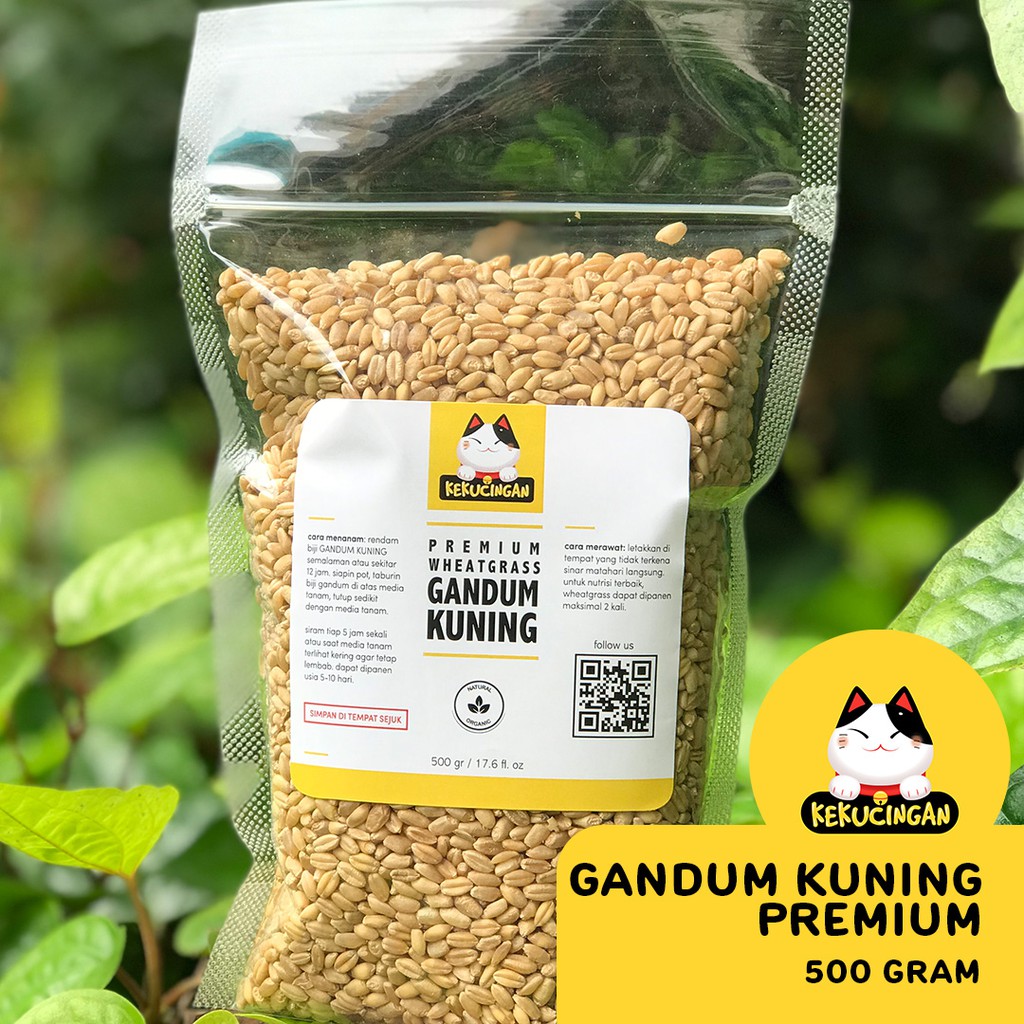 Jual Benih Wheatgrass RUMPUT KUCING Rumput Gandum Kuning Premium 500 ...