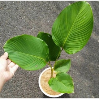 Jual tanaman hias pisang calathea - Pohon pisang-pisangan calathea ...