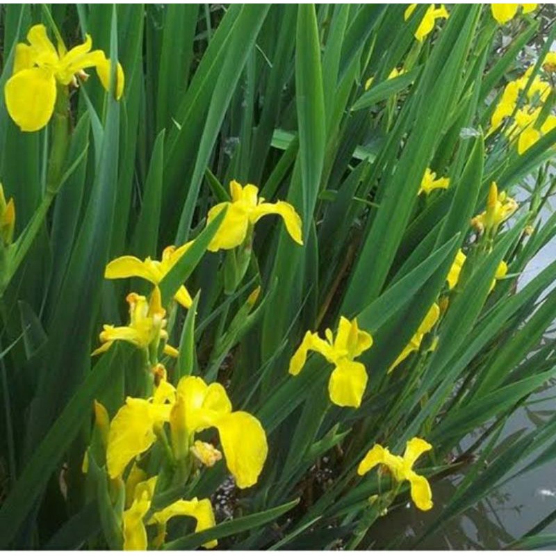 Jual Tanaman hias bunga iris / irish /airis kuning | Shopee Indonesia
