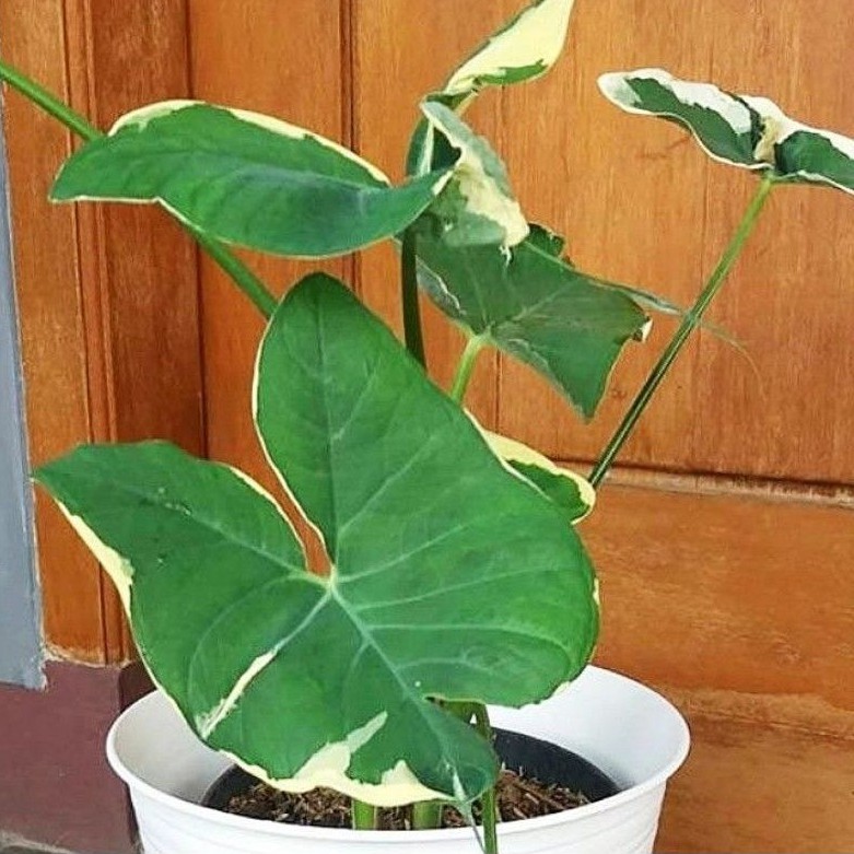 Jual ( BISA COD ) TERMURAH Tanaman Hias Keladi Kantong Semar Bibit ...