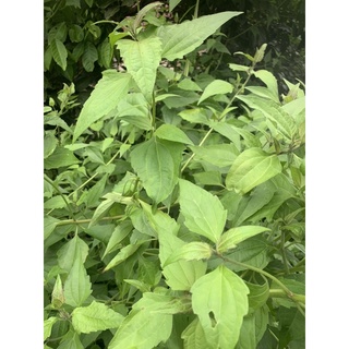 Jual Daun Kopasanda Segar/Bakoan /Balakacida /PKI /Angguni/Chromolaena ...