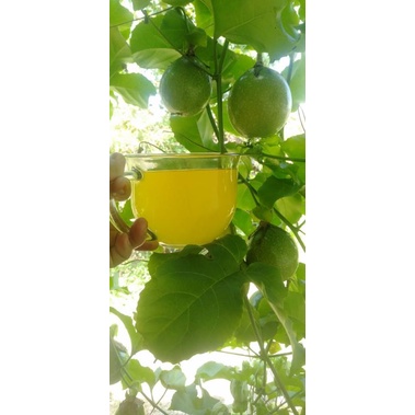Jual Buah Markisa Kuning Segar (1 Kilo) TERMURAH | Shopee Indonesia