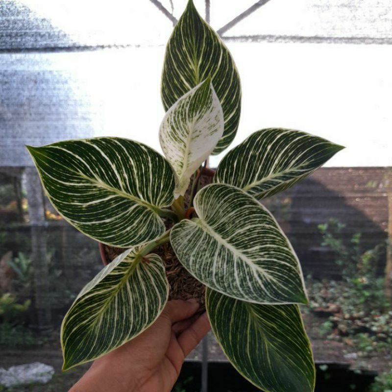 Jual bunga philo birkin / philodendron akar banyak sehat siap koleksi ...