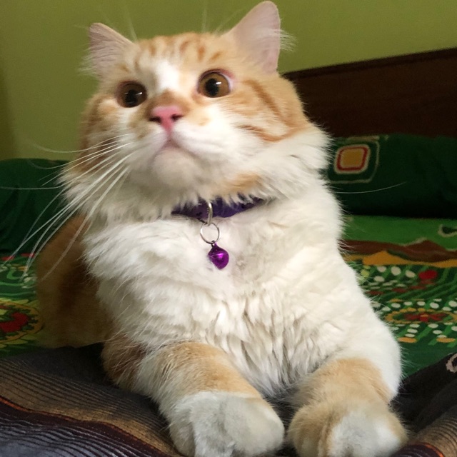 Produk Golden Bunkoo | Shopee Indonesia