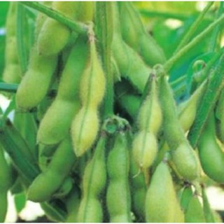 Jual Bibit Unggul Kacang Kedelai Hitam Malika Kemasan Derigen Cantik ...