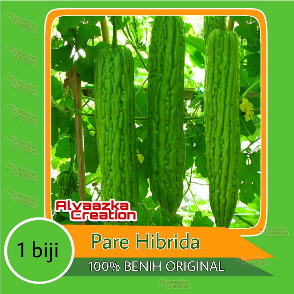 Jual Bibit Pare - 1 Benih Sayuran Paria Hibrida F1 Komando Tipe Besar ...