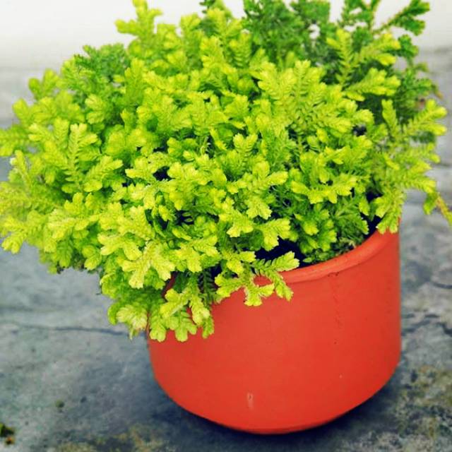 Jual Tanaman hias bunga rane india paku papua spike moss selaginella ...