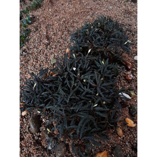 Jual BUCEPHALANDRA RED VELVET ( BASKET ) Indonesia|Shopee Indonesia