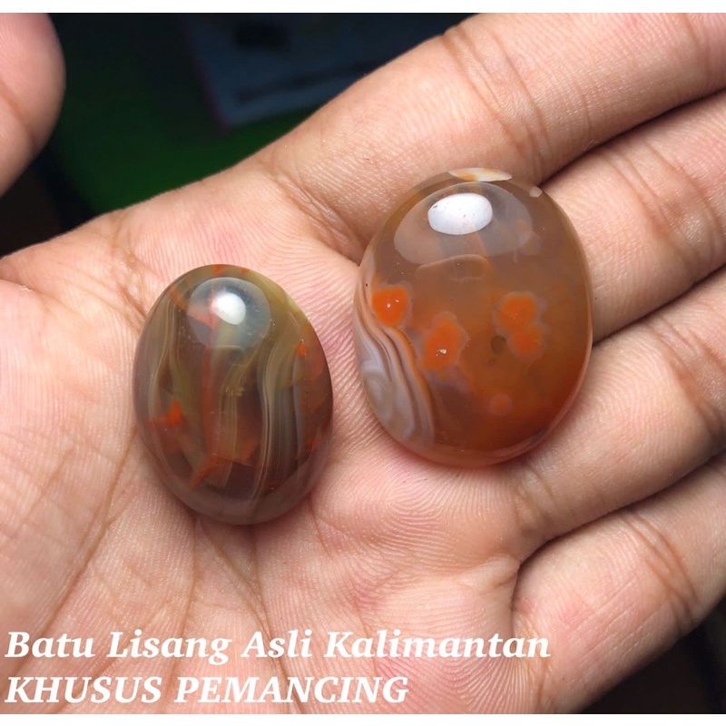 Jual Batu Lisang Asli Untuk Memancing Langka | Shopee Indonesia