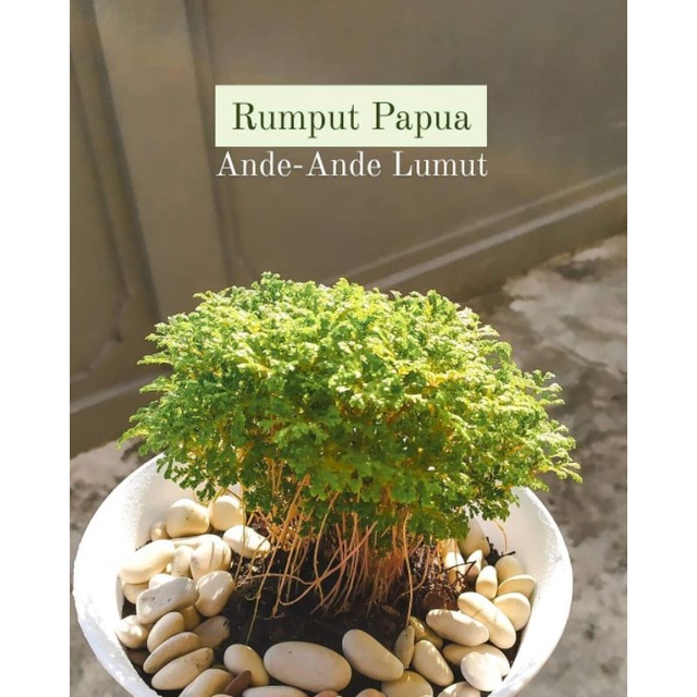 Jual Rumput Papua Bunga Imut Segar Lucu Murah Tanaman hias Bagus hemat ...