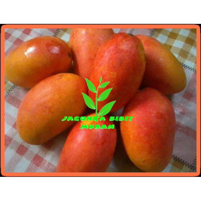 Jual bibit mangga podang gunung super - AGRO WISATANI | Shopee Indonesia