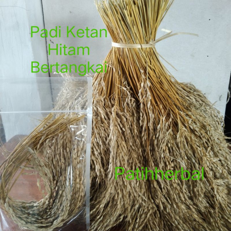 Jual Padi Ketan Hitam Per Tangkai 1 ikat 15 tangkai | Shopee Indonesia