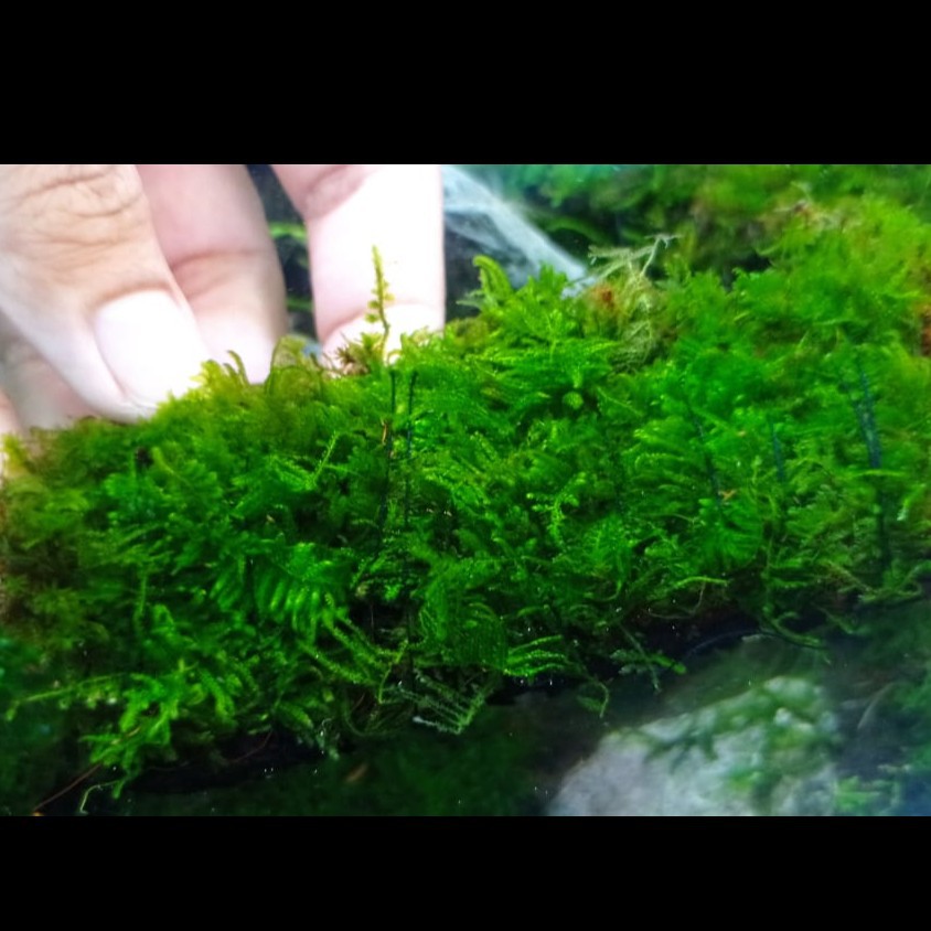 Jual Java Moss Aquascape | Per Lempeng pakis Gemuk | Shopee Indonesia