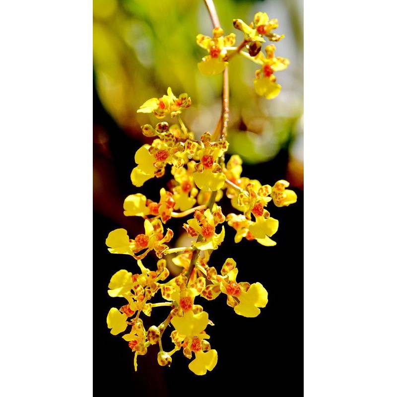 Jual anggrek oncidium golden shower Indonesia|Shopee Indonesia