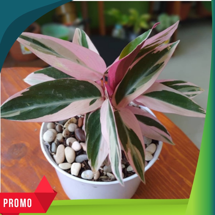 Jual TANAMAN HIAS BUNGA CALATHEA MULTICOLOR/KALATEA MERAH PUTIH/CALATEA ...