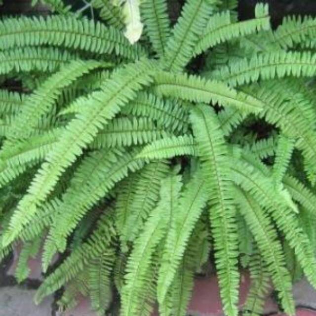 48+ Gambar Tanaman Pakis Boston Kekinian - Informasi Seputar Tanaman Hias