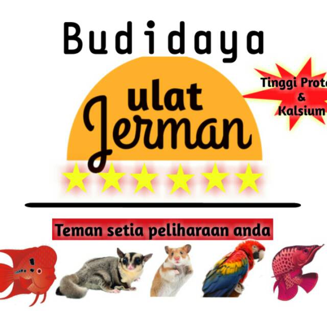 Produk Budidaya Ulat Jerman Organik | Shopee Indonesia