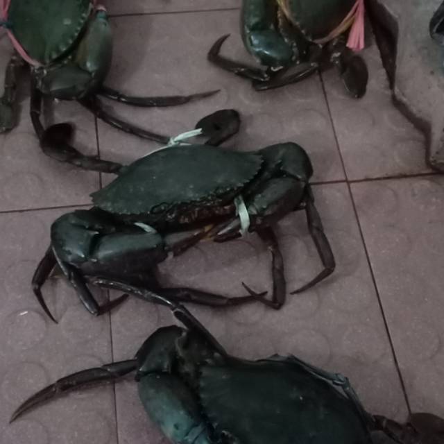 Harga Kepiting Terbaru Agustus 2021 | BigGo Indonesia
