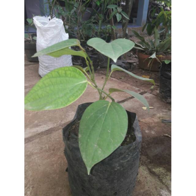 Jual Bibit Lada Perdu & Solor Stek Konco Tani ! Bibit Merica Konco Tani ...